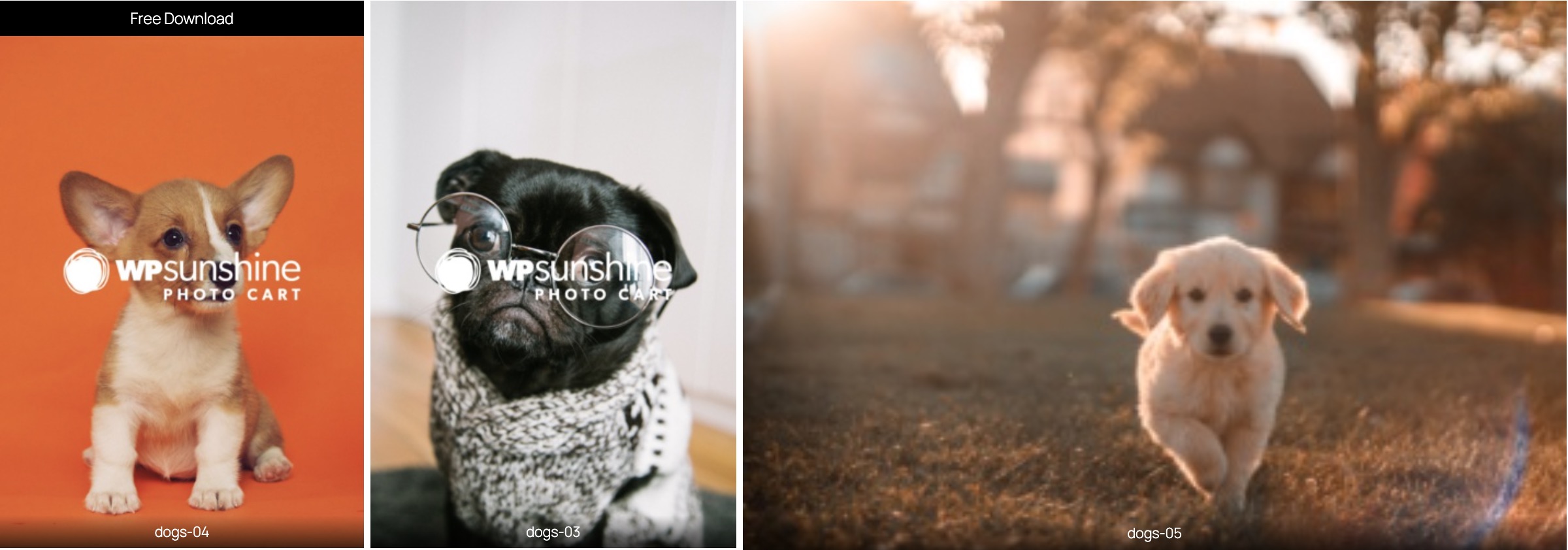 Custom styling for free download images - Client gallery help for ...